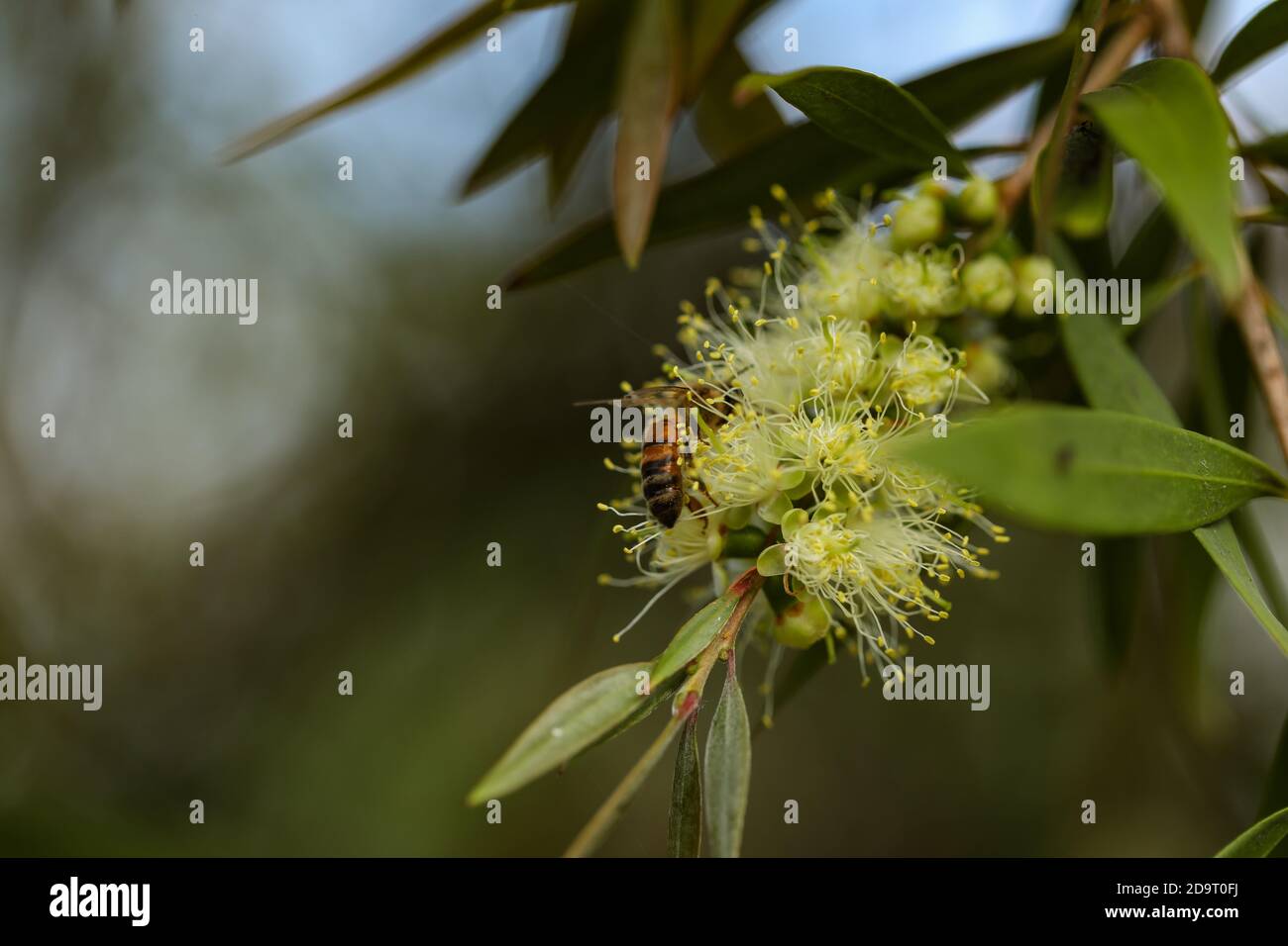 Closeup shot of a wild honey bee collecting pollen from vibrant yellow ...