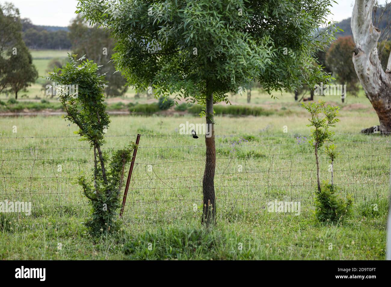 Green grassy field with a lot of trees Stock Photo - Alamy