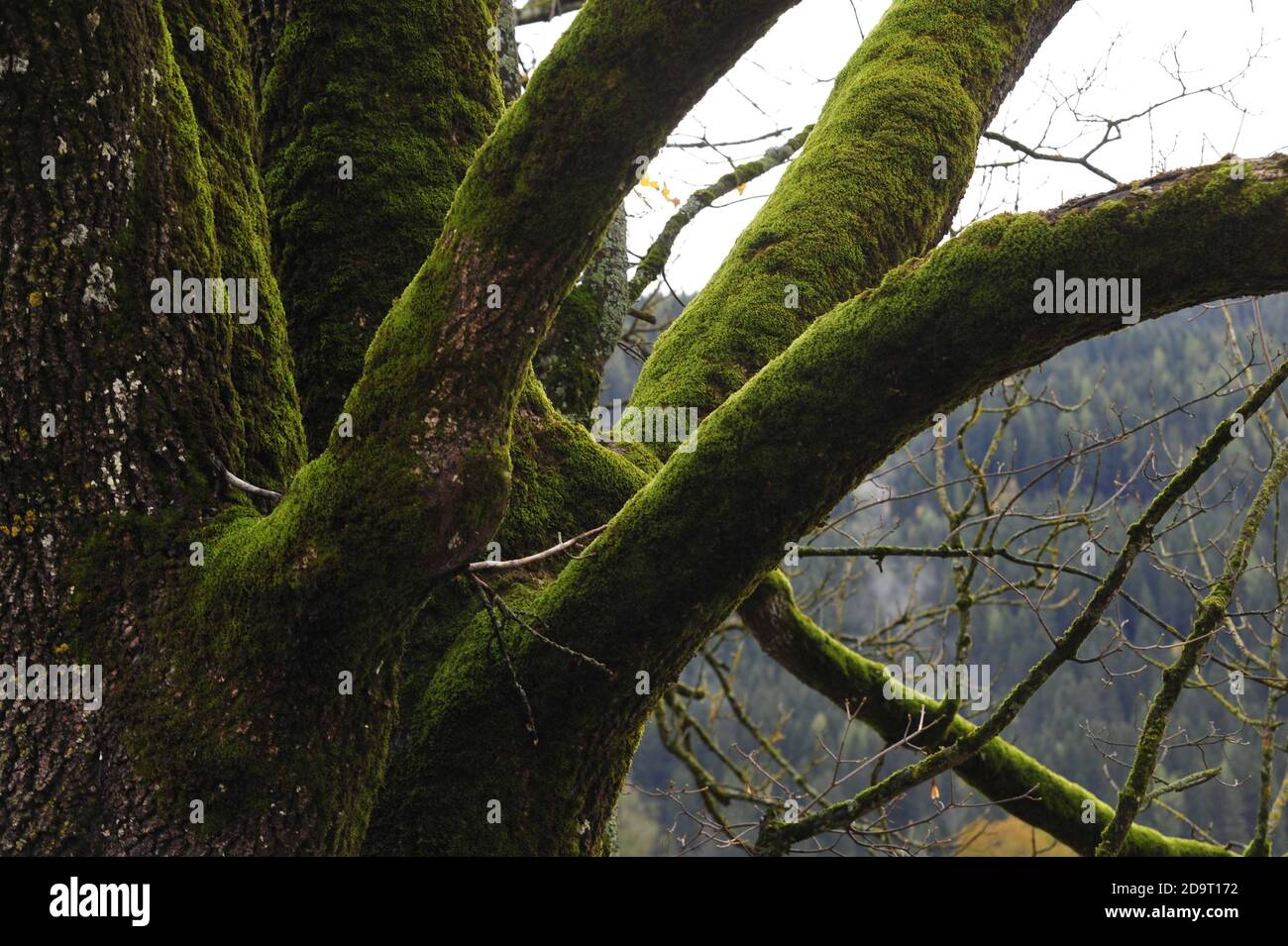 Moss growing on a tree in the forest, grey sky Stock Photo - Alamy