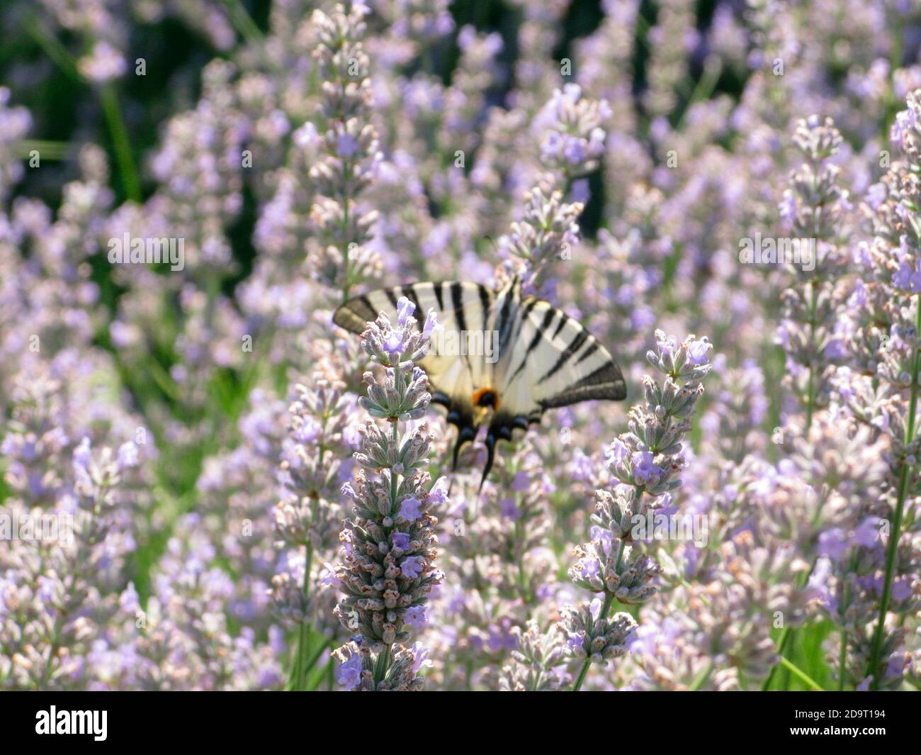Lavender growing on a field with a butterfly in background Stock Photo ...