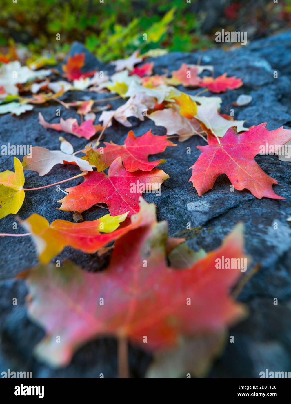 MAPLE - ARCE, Forest in autumn, Eureka, Juab County, Utah, Usa, America ...
