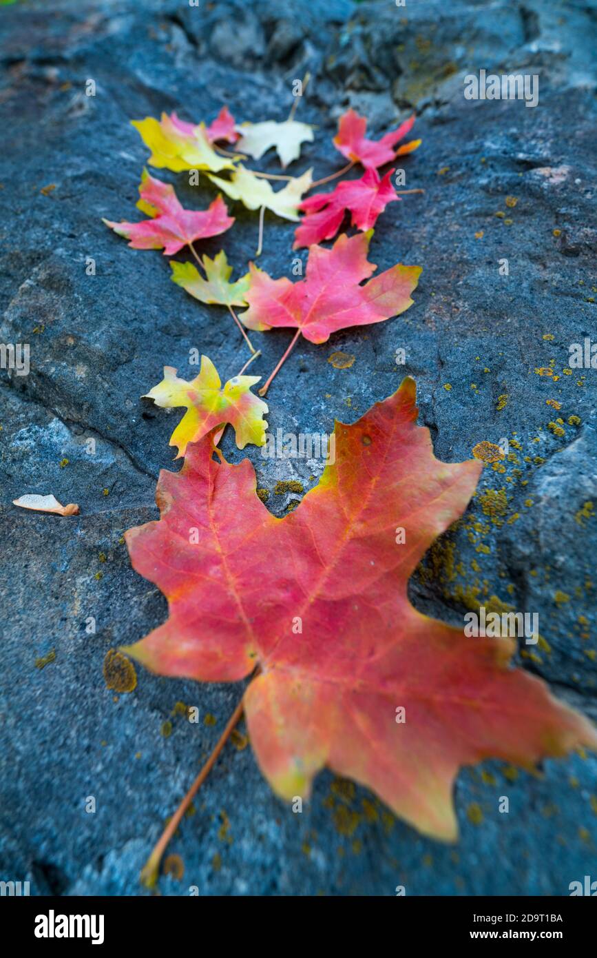 MAPLE - ARCE, Forest in autumn, Eureka, Juab County, Utah, Usa, America ...