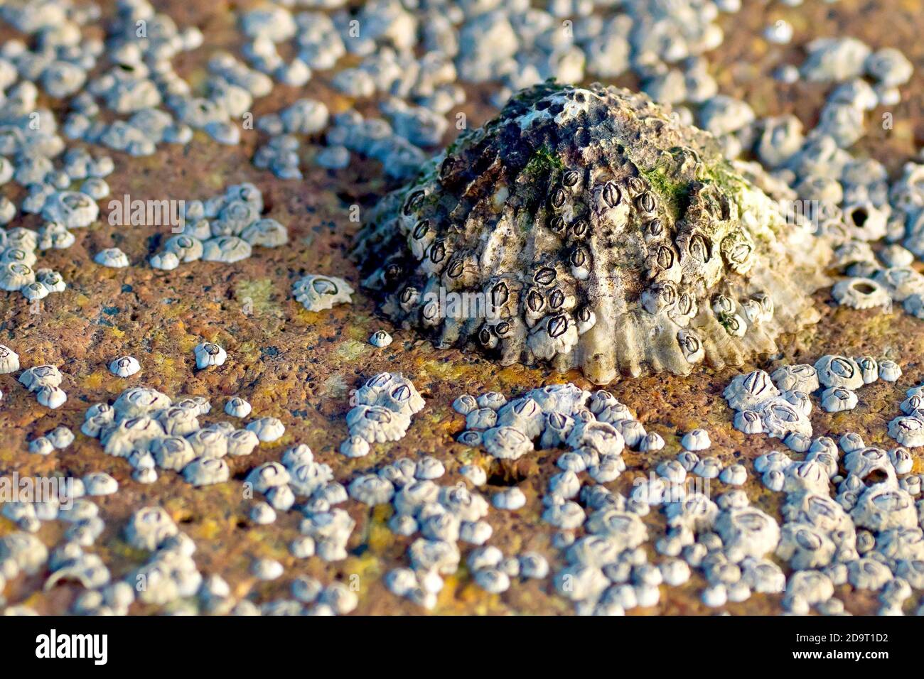 Shells of barnacles hi-res stock photography and images - Alamy