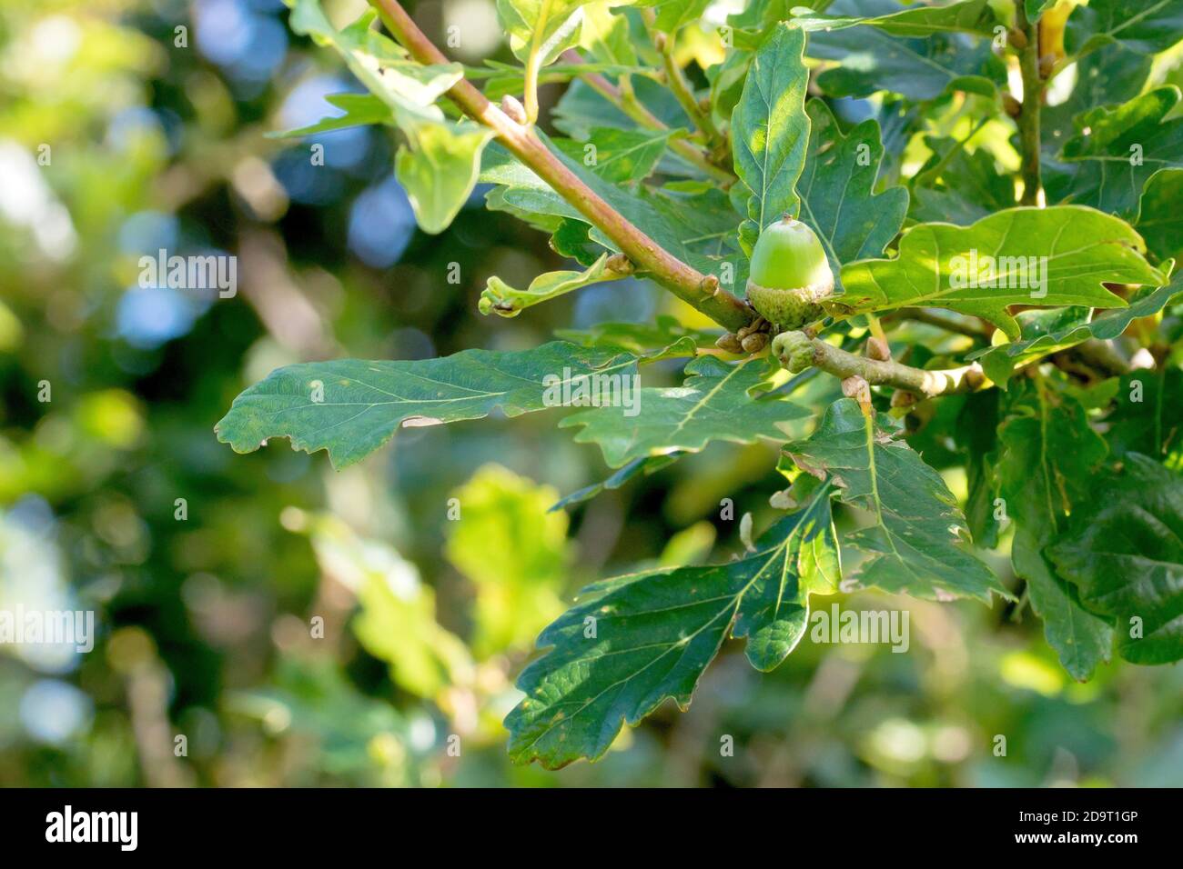 Sessile Oak (quercus petraea), also known a Durmast Oak, close up ...