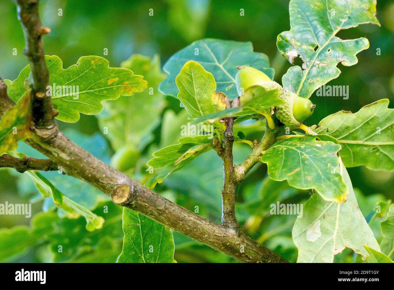 Sessile Oak (quercus petraea), also known a Durmast Oak, close up ...