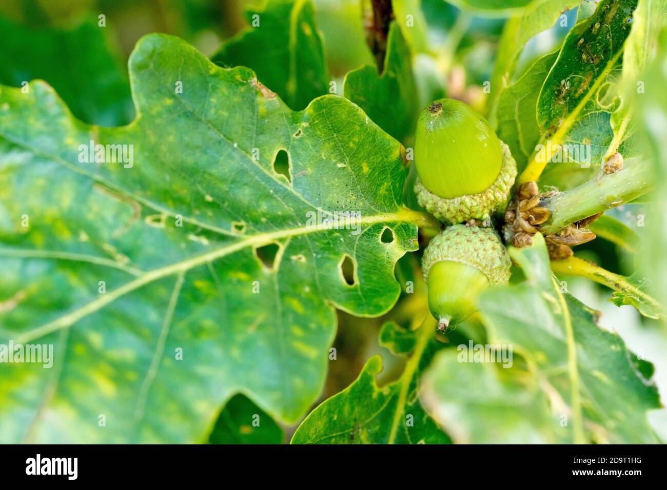 Immature acorns hi-res stock photography and images - Alamy