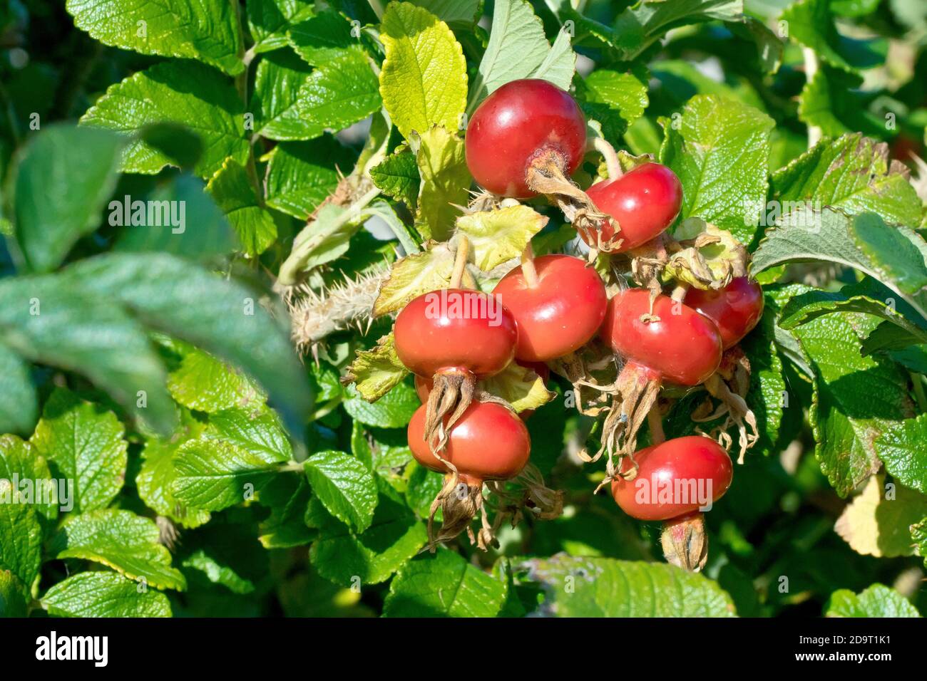 Wild Rose (rosa rugosa), also known as Japanese Rose, close up showing ...