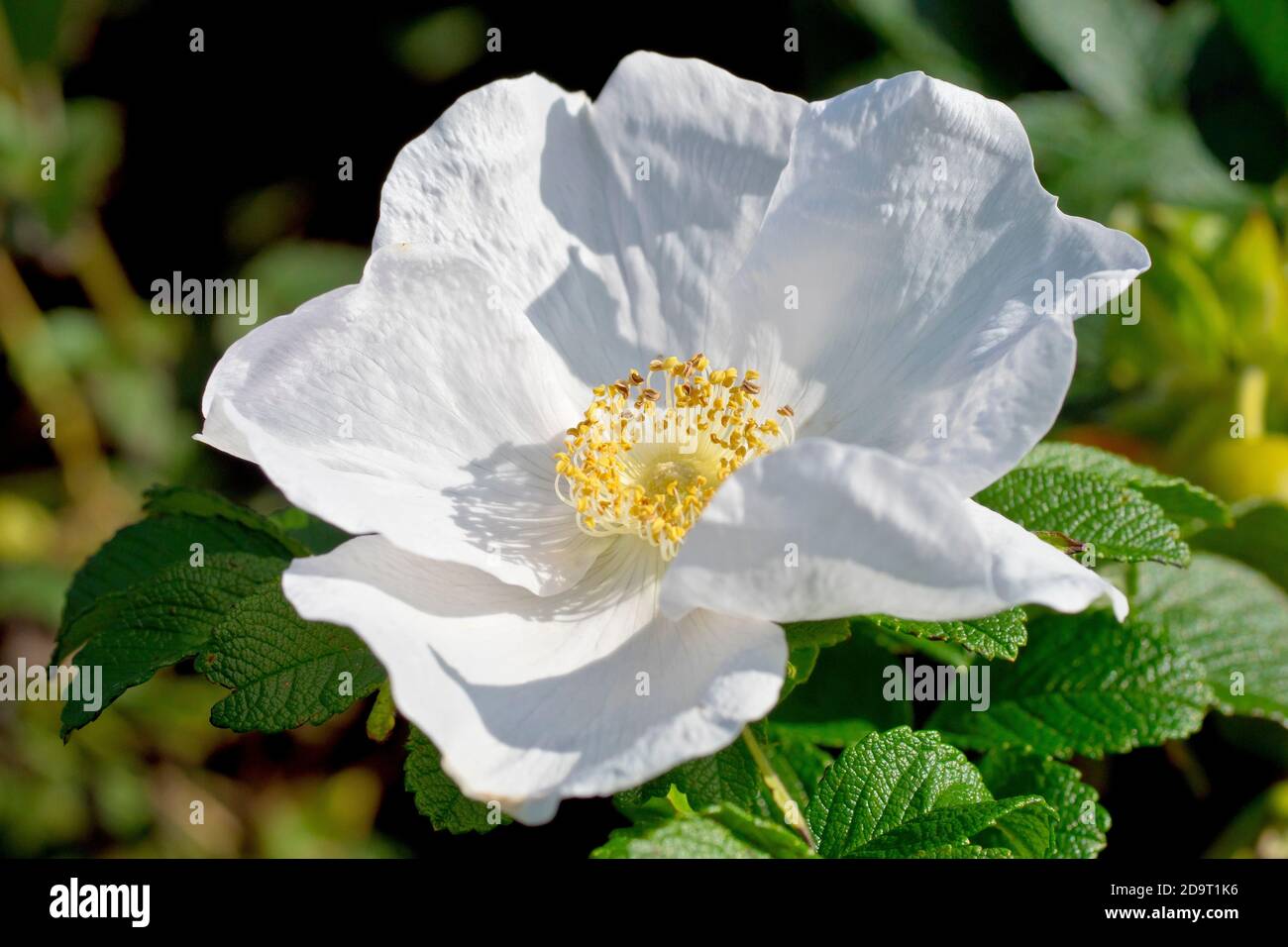 Rosa alba hi-res stock photography and images - Alamy