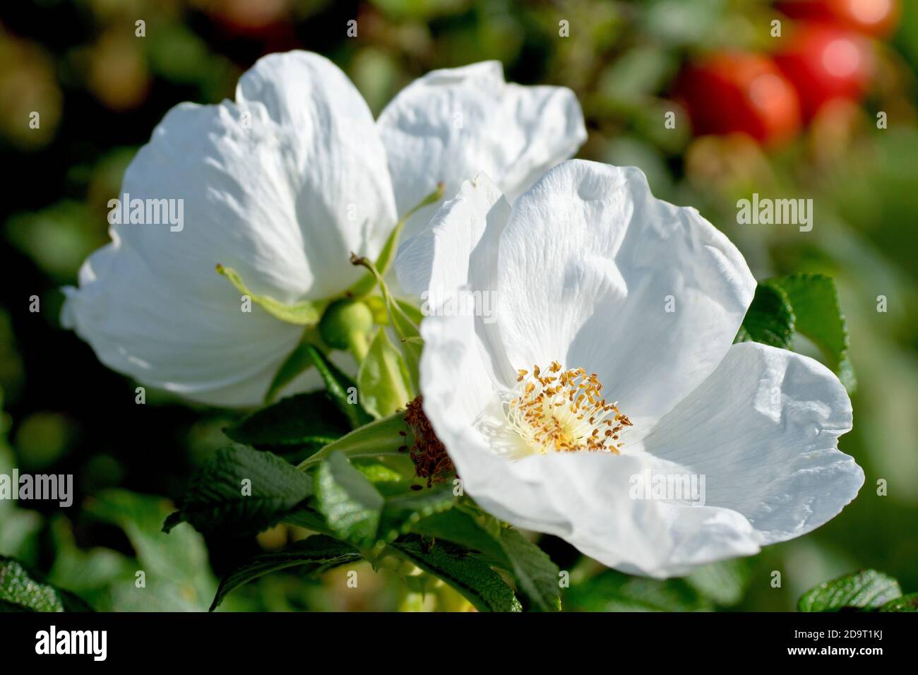 Rosa alba hi-res stock photography and images - Alamy