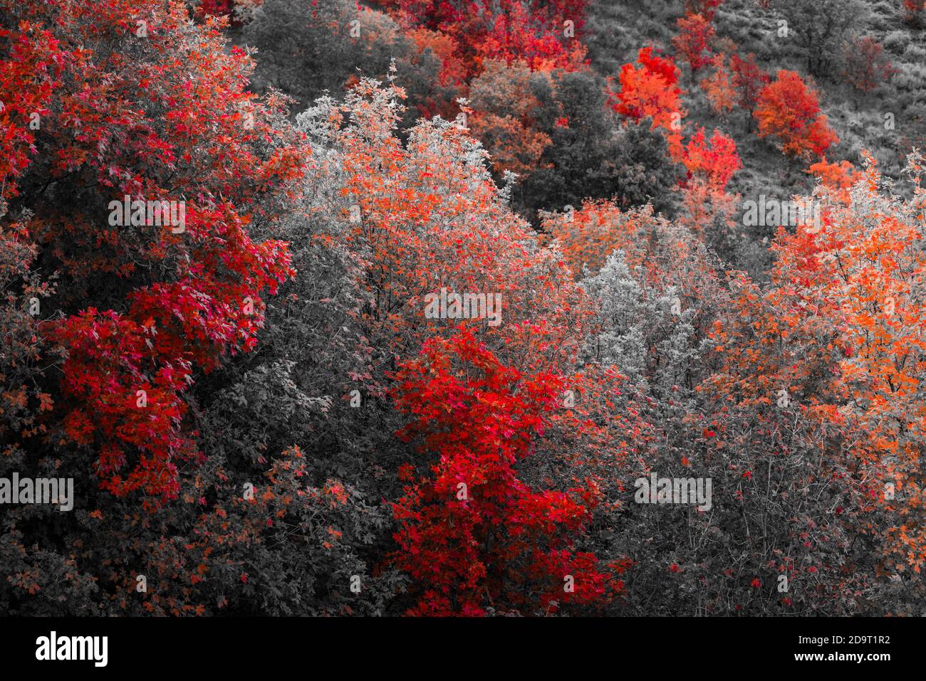 MAPLE - ARCE, Forest in autumn, Eureka, Juab County, Utah, Usa, America ...