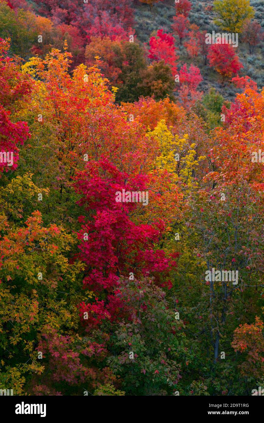 MAPLE - ARCE, Forest in autumn, Eureka, Juab County, Utah, Usa, America ...
