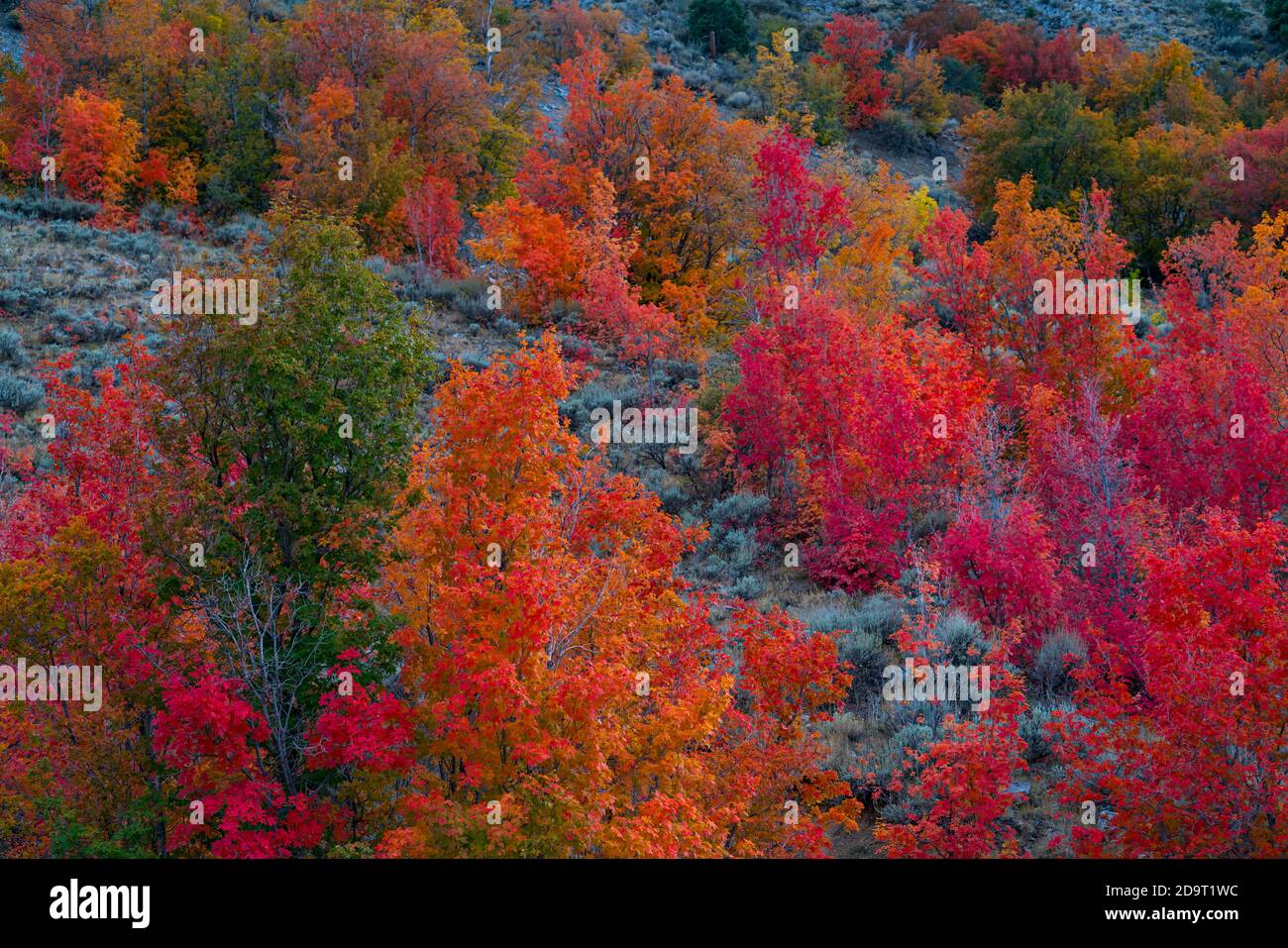 MAPLE - ARCE, Forest in autumn, Eureka, Juab County, Utah, Usa, America ...