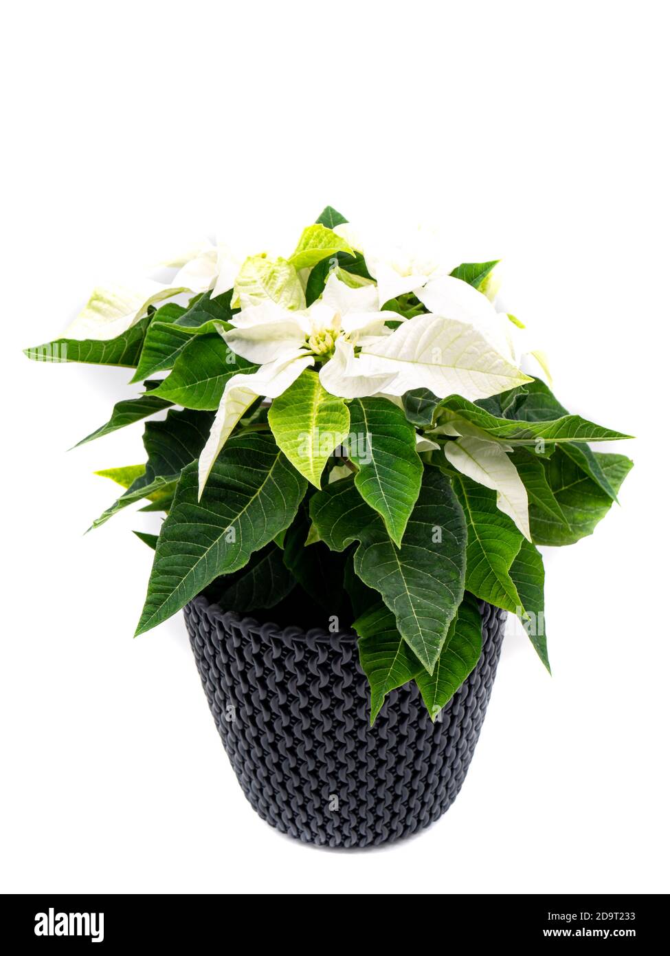 White poinsettia plant isolated background Stock Photo - Alamy