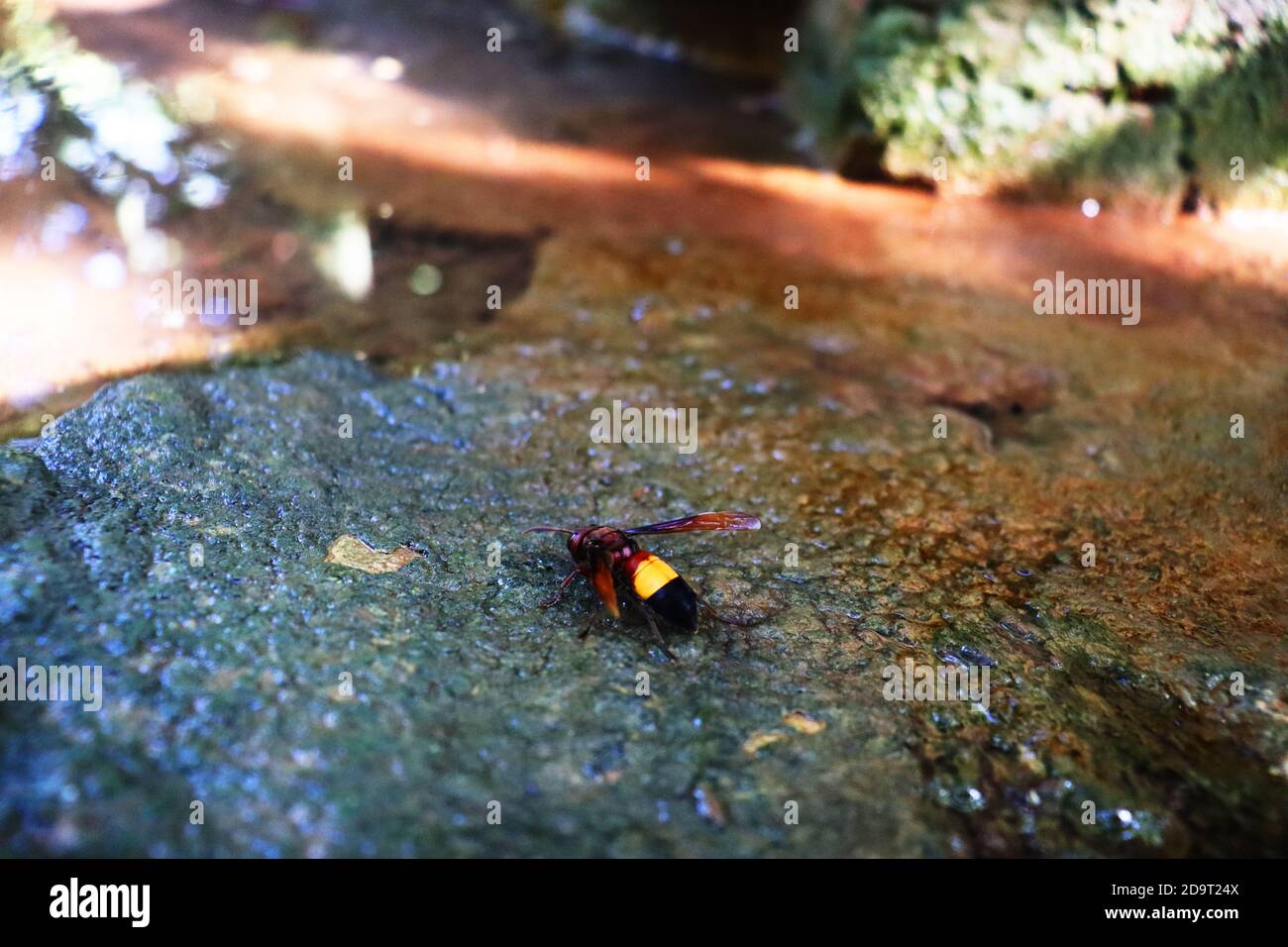 A wasp is any insect of the narrow-waisted suborder Apocrita Stock ...