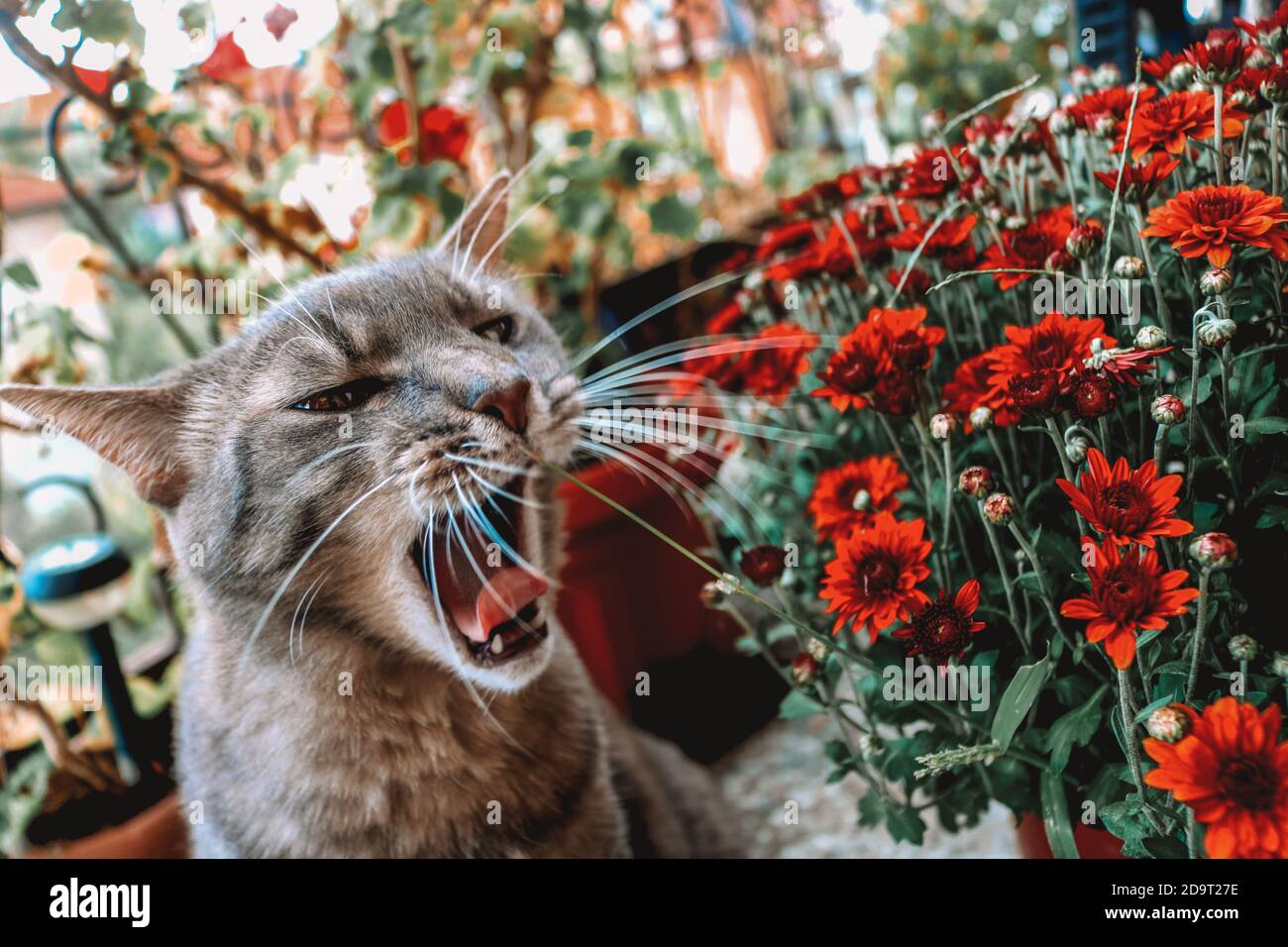 Gray cat outside hi-res stock photography and images - Alamy