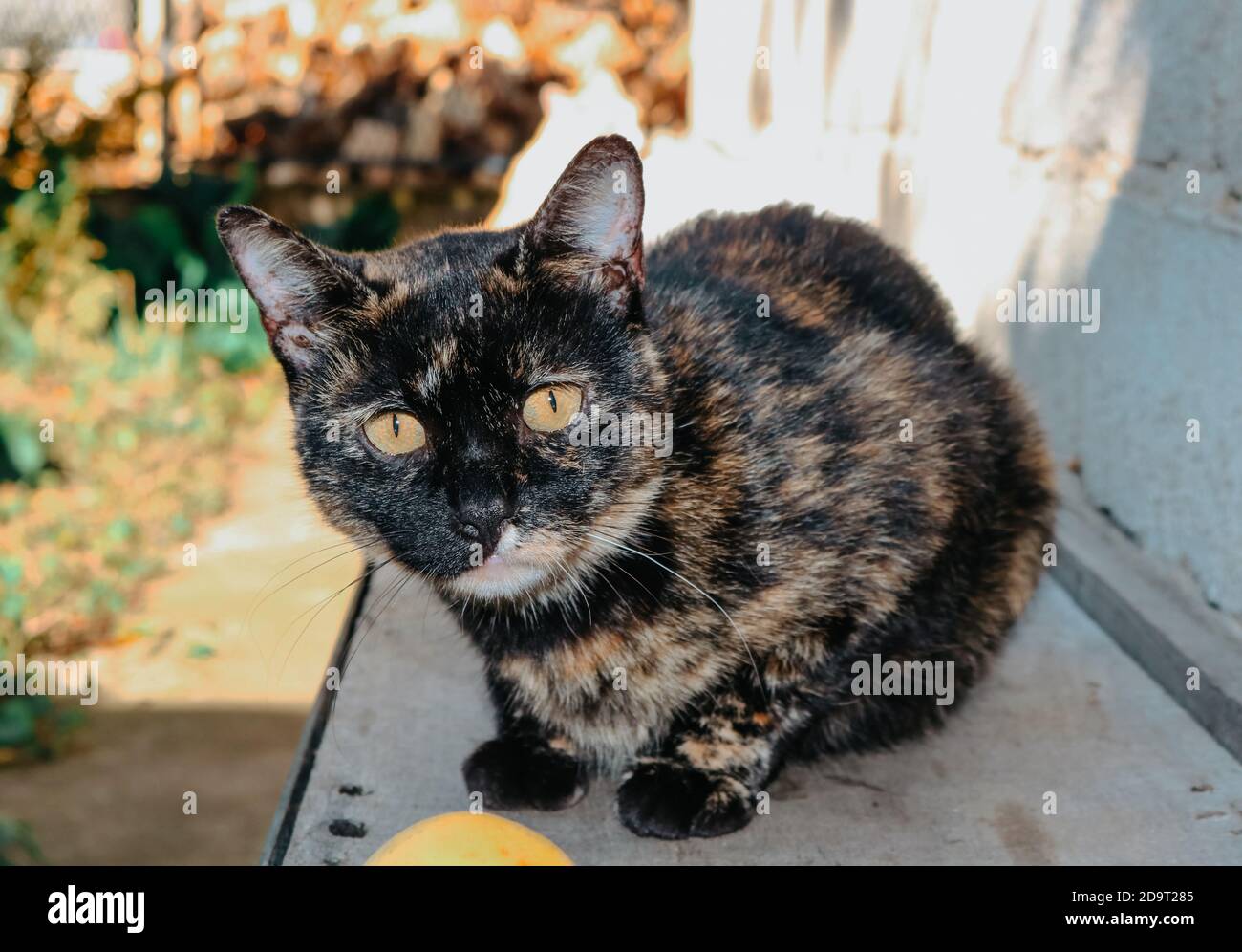 Tortoiseshell cat in the garden Stock Photo - Alamy
