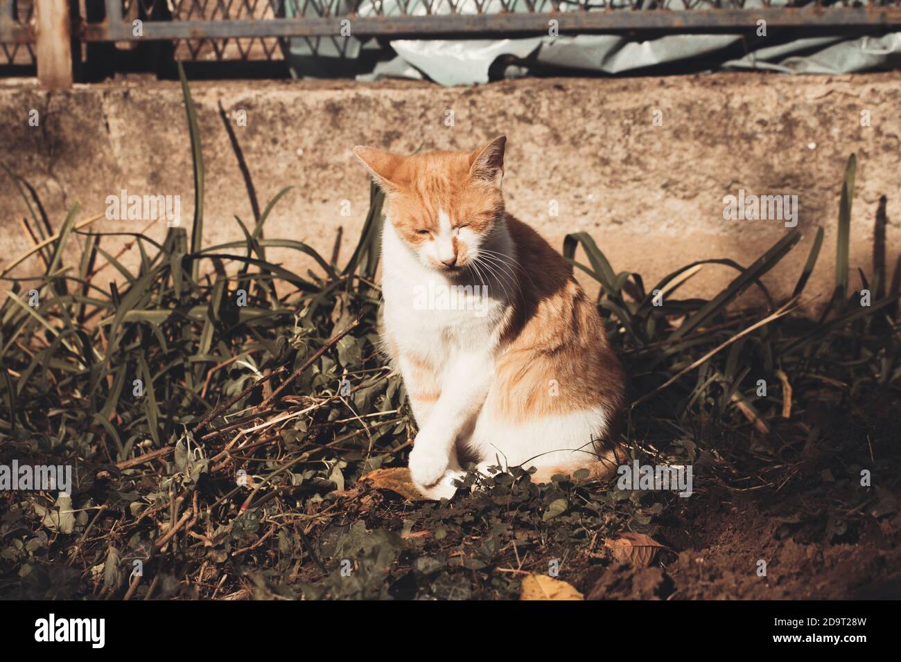 Bathing in the sun hi-res stock photography and images - Alamy