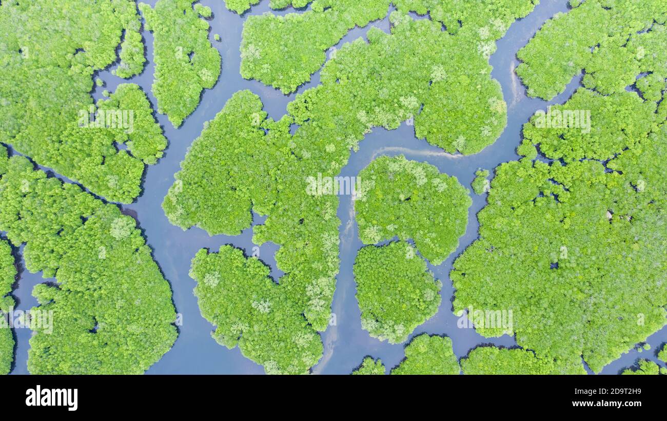 Tropical forest with mangrove trees, the view from the top. Mangroves ...