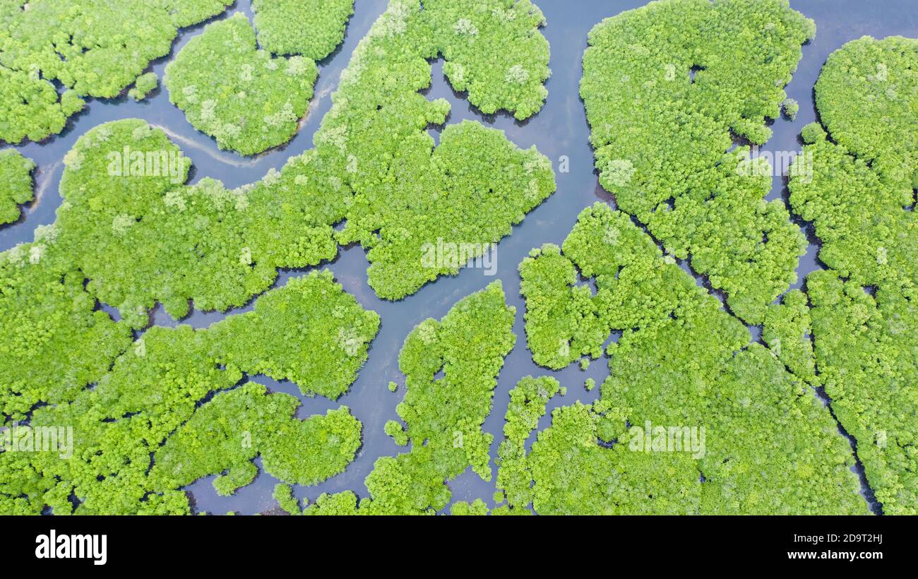 Mangrove forests and rivers, top view. Tropical background of mangrove ...