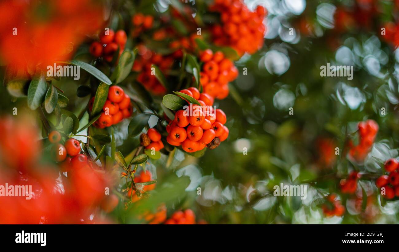 Manzanitas hi-res stock photography and images - Alamy