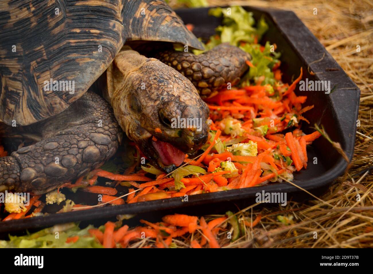 Closeup of a tortoise eating cabbage and carrots Stock Photo - Alamy