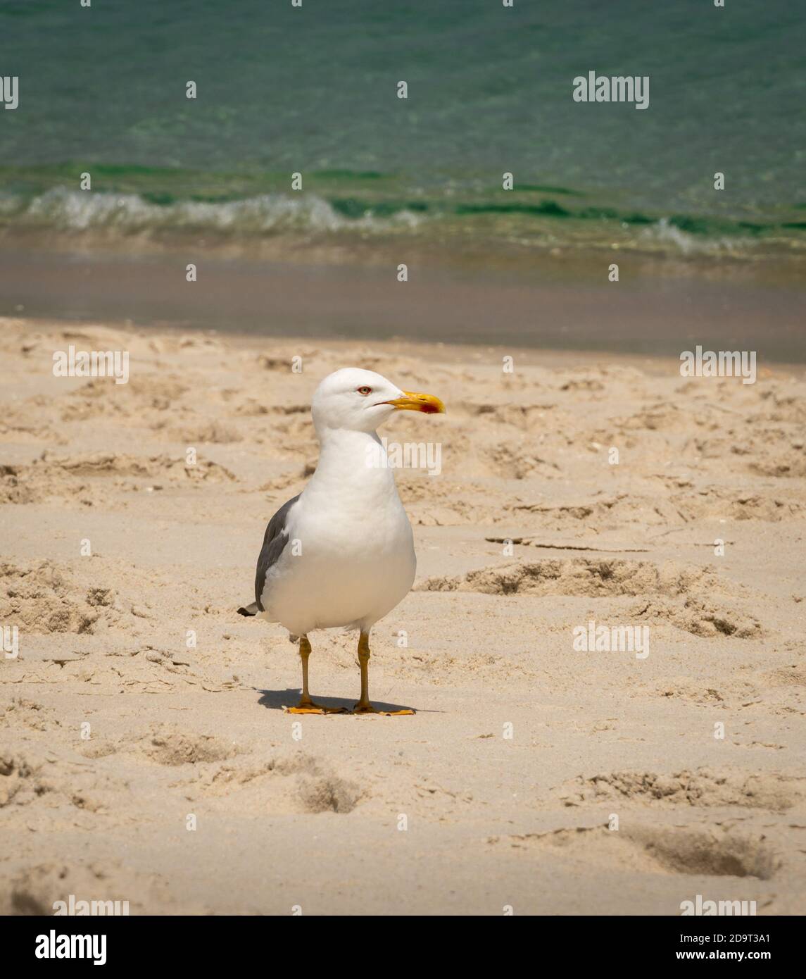 Closeup portrait of a single gull on a sandy tropical beach Stock Photo ...