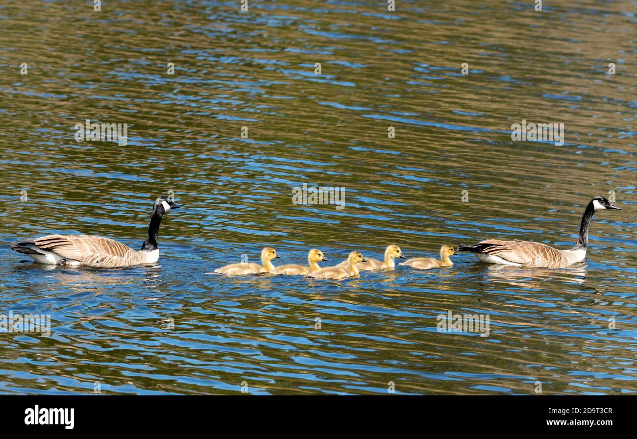 Family of Canada Geese. Two adults and five baby goslings swimming in ...
