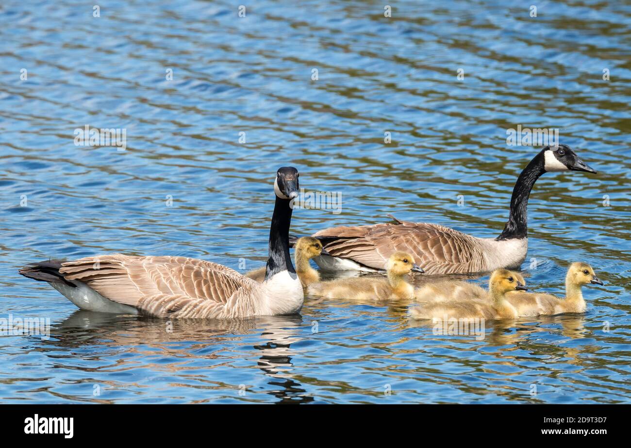 Family of Canada Geese. Two adults and five baby goslings swimming in ...