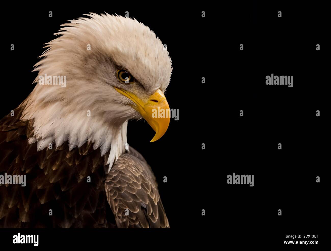 Bald eagle on a black background. The eagle is alive but captive. Focus ...