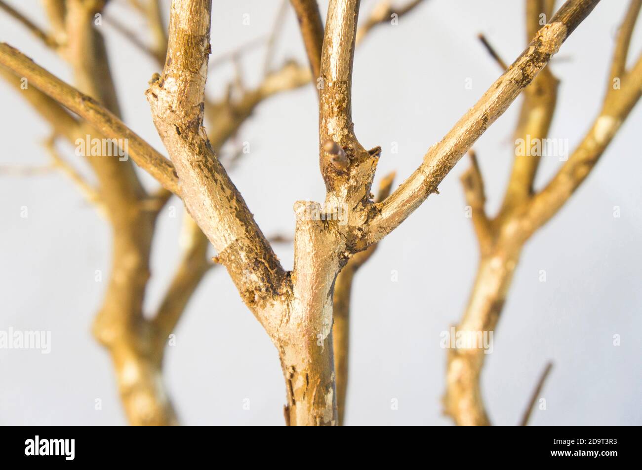 Step: golden christmas tree UK USE ONLY/EMAIL TO CLEAR OTHER RIGHTS ...