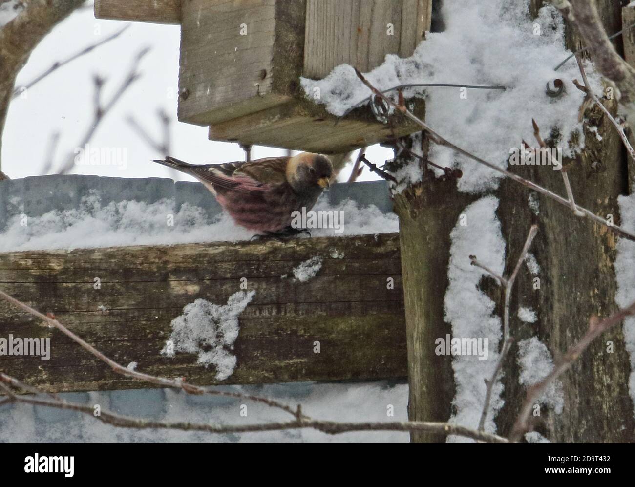 Asian rosy finch hi-res stock photography and images - Alamy
