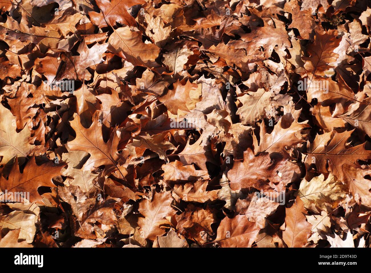autumn background of fallen leaves on the ground. Background of dry ...
