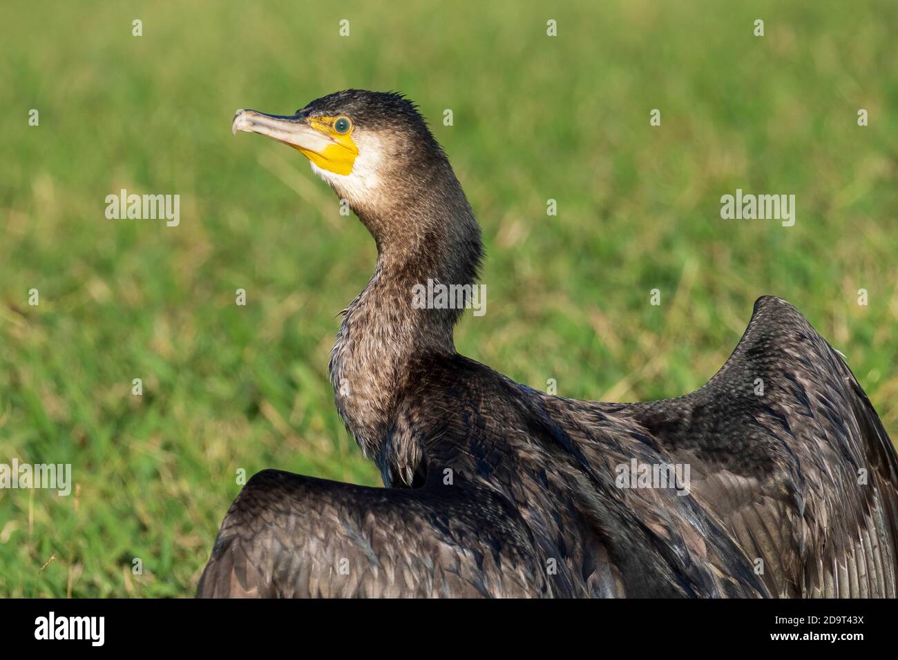 North atlantic great cormorant hi-res stock photography and images - Alamy