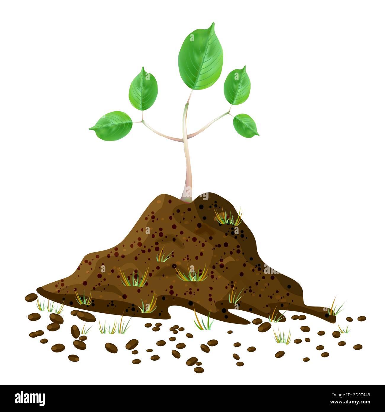 Seedling in soil pile isolated on white background. Pile of dirt and growing green sapling.Young ...