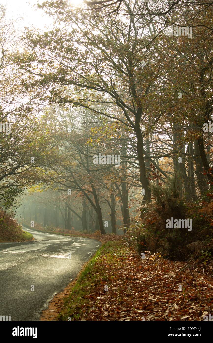 Road towards Stile Cop, Cannock Chase, Staffordshire, England. An area ...