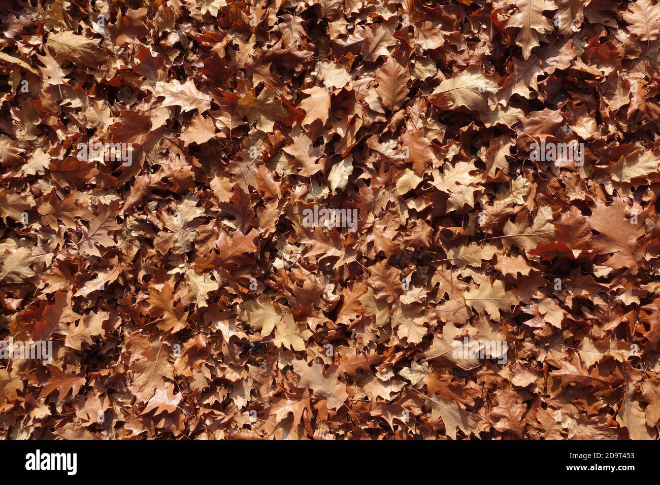 autumn background of fallen leaves on the ground. Background of dry ...