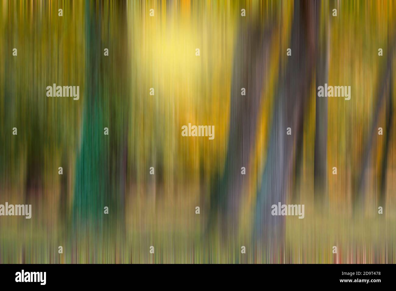 Abstract motion blur of trees in a forest Stock Photo - Alamy