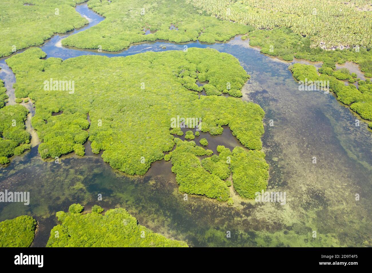 Tropical forest with mangrove trees, the view from the top. Mangroves ...