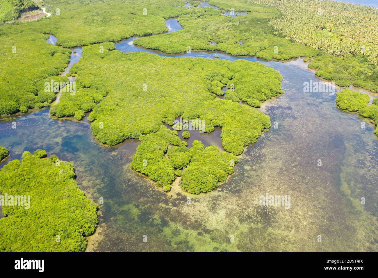 Mangroves, top view. Mangrove forest and winding rivers. Tropical ...