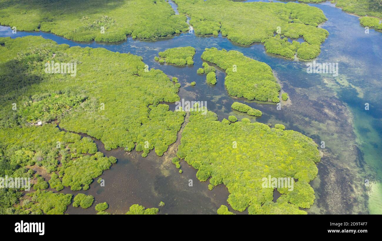 Mangroves, top view. Mangrove forest and winding rivers. Tropical ...