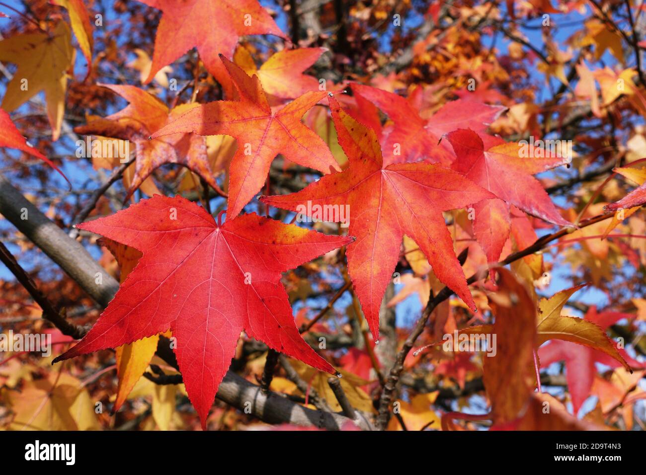 Five pointed maple hi-res stock photography and images - Alamy