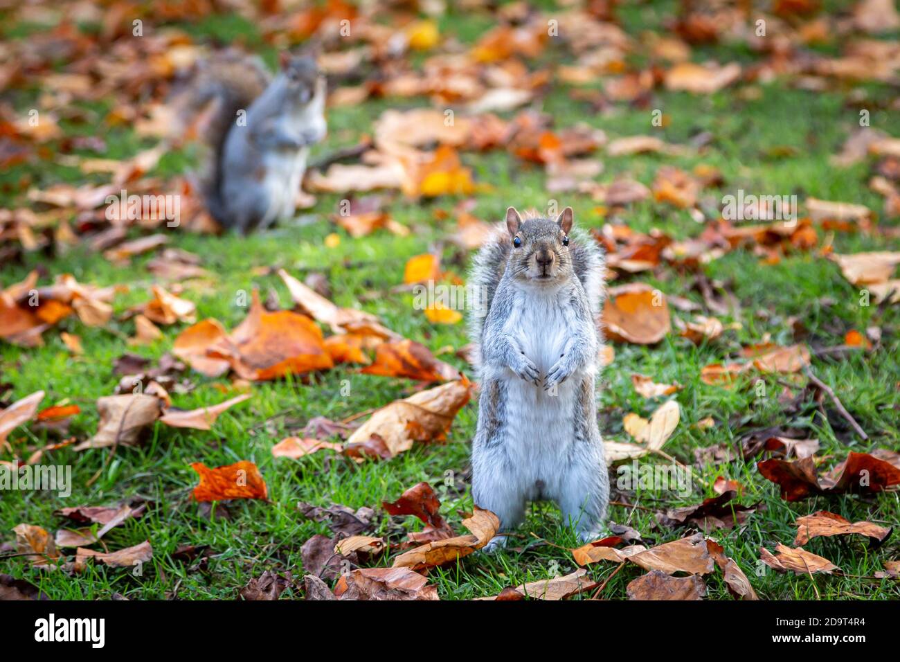 Squirrels in a park in autumn Stock Photo - Alamy