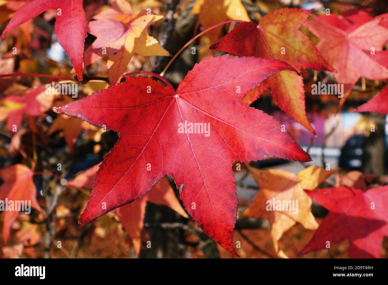 Autumn foliage: five-pointed red leaves on the tree Stock Photo - Alamy
