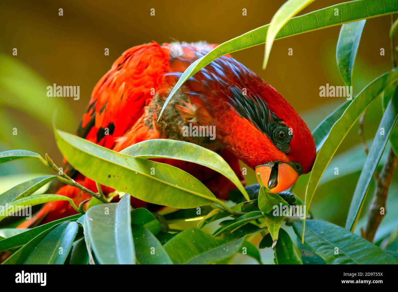 Parrot eating a leaf hi-res stock photography and images - Alamy
