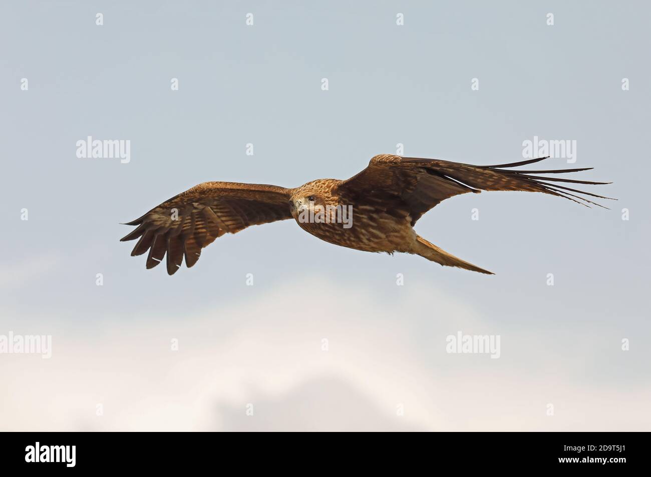 Black-eared Kite (Milvus migrans lineatus) immature in flight Arasaki ...