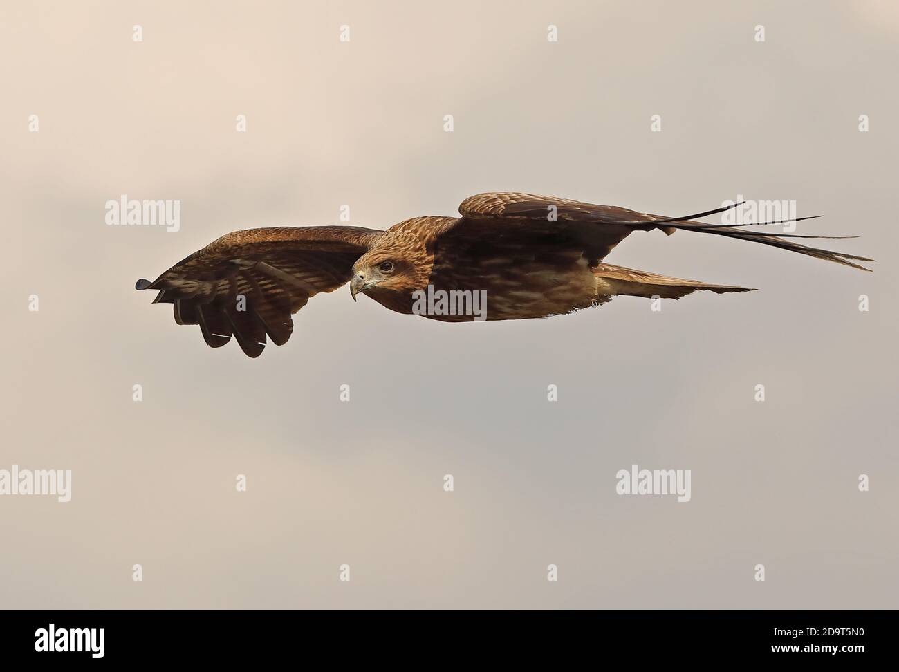 Black-eared Kite (Milvus migrans lineatus) immature in flight Arasaki ...