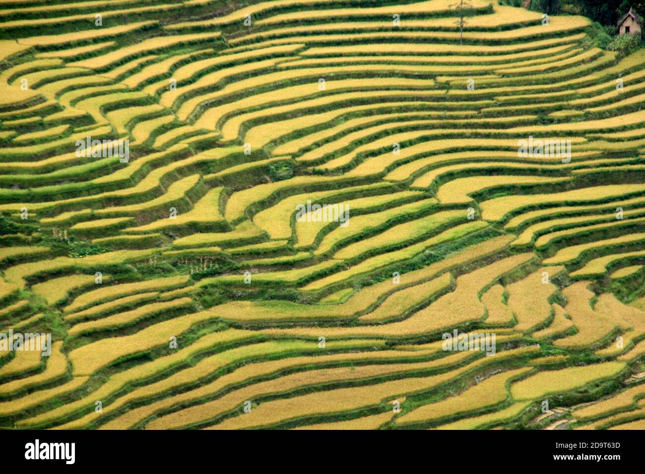 Yuanyang Rice Terraces Stock Photo - Alamy
