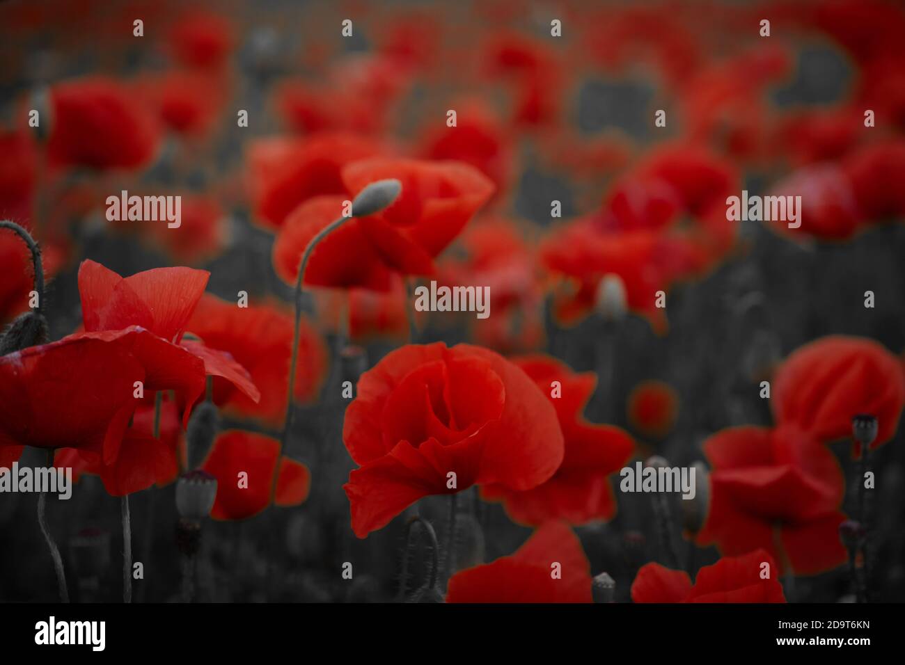 Red poppies flowers field for Remembrance day Stock Photo - Alamy