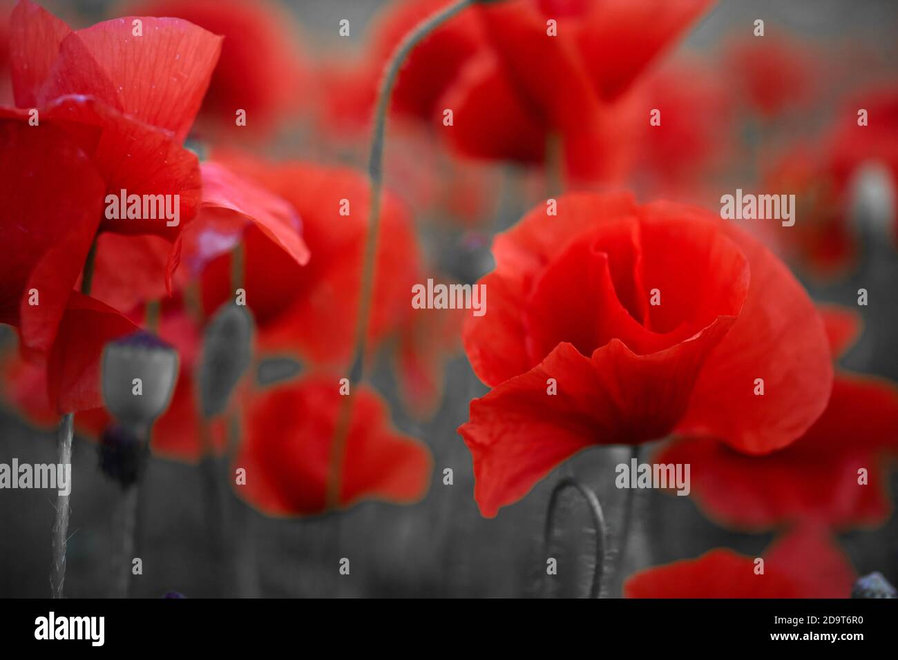 Field Of Poppies Australia High Resolution Stock Photography and Images ...