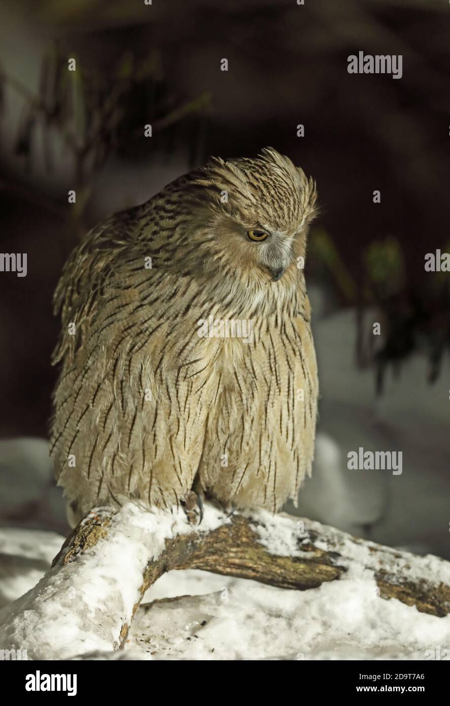 Blakistons eagle owl hi-res stock photography and images - Alamy